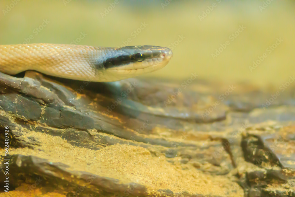 Stripe-tailed Racer, or Cave-dwelling Racer snake in the cave. It's ...