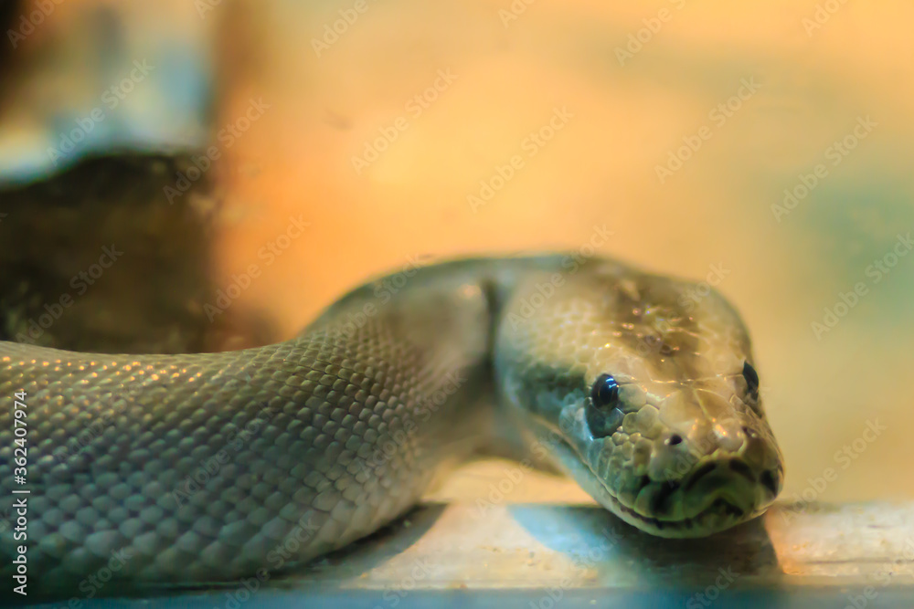 Cute Green Burmese Python in the forest. The Burmese python (Python ...