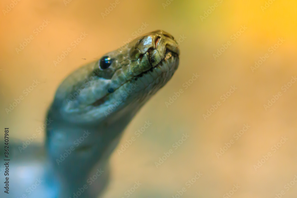 Cute Green Burmese Python in the forest. The Burmese python (Python ...