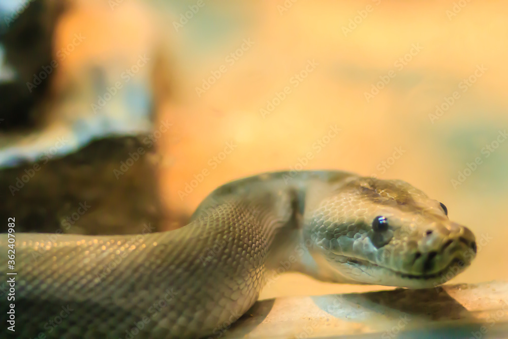 Cute Green Burmese Python in the forest. The Burmese python (Python ...
