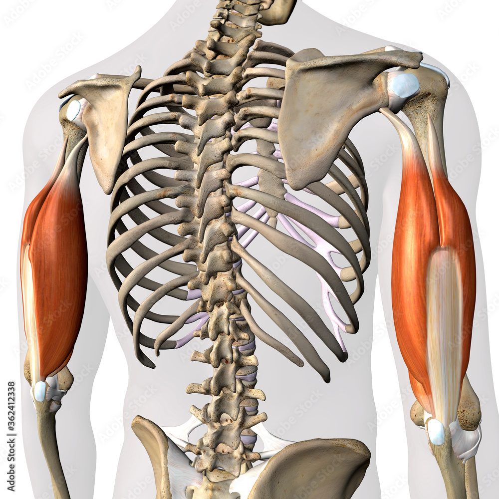 Male Triceps Muscle Complex 3D Rendering of Human Anatomy on White ...