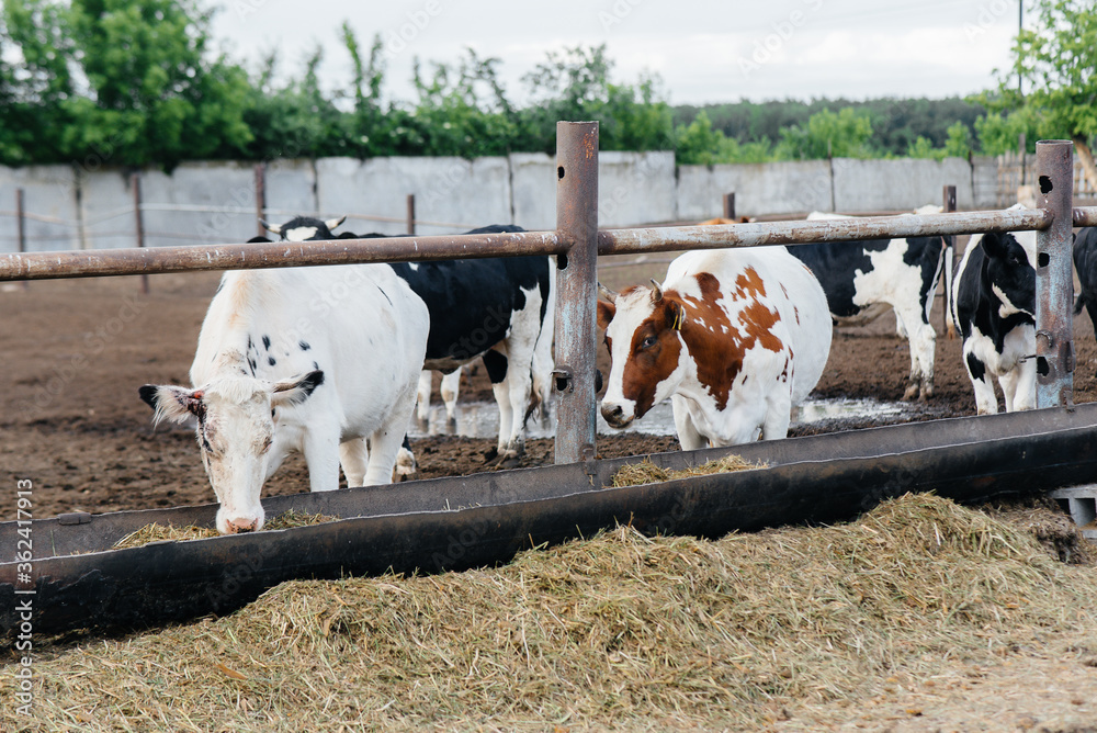Raising cows for milk production on an industrial farm. Industrial ...