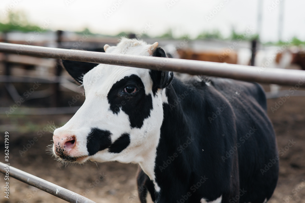 Fotografia do Stock: Raising cows for milk production on an industrial ...