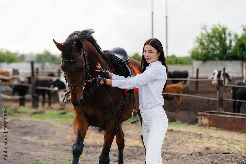 A young pretty girl rider poses near a thoroughbred stallion on a ranch ...
