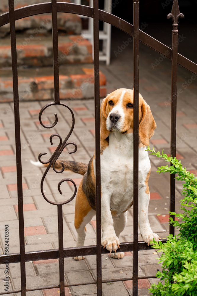 dog breeds Beagle the iron gate in the garden of a country house. Stock ...