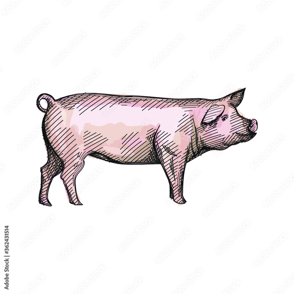 Colorful watercolor Hand-drawn sketch of a big pig on a white back ...