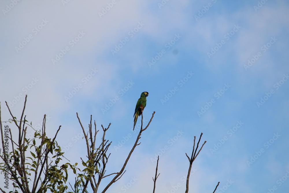 maracanã verdadeira - arara - maritaca - papagaio - aves - birds Stock ...