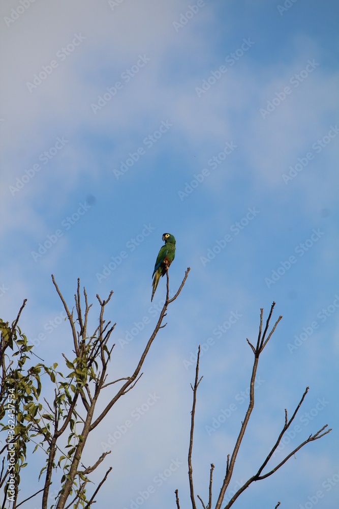 maracanã verdadeira - arara - maritaca - papagaio - aves - birds Stock ...