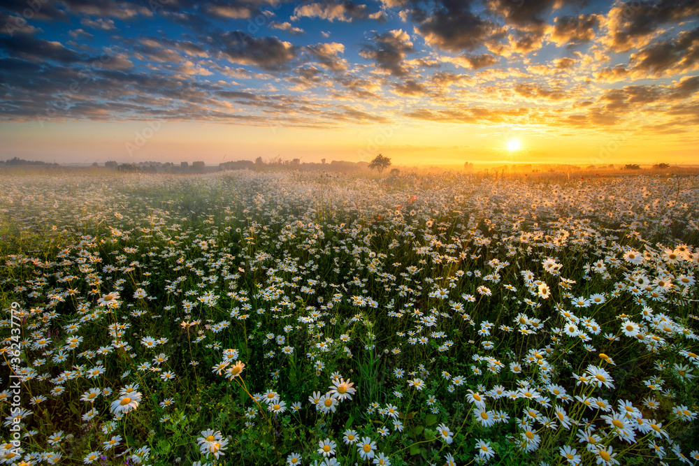 Daisy Field Sunset