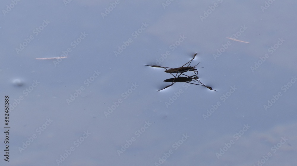 Water bug standing on the water surface. Calm, blue water, no ripples ...
