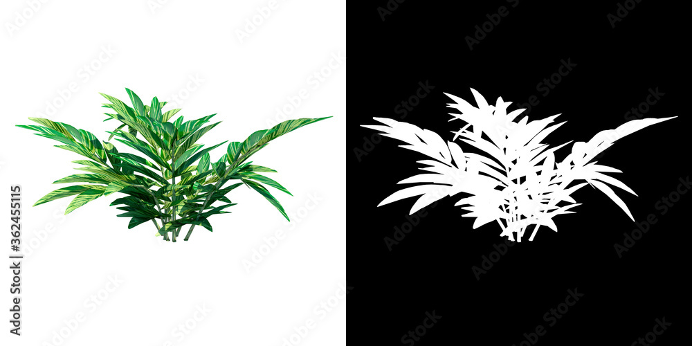 Front view of plant (Bitter Ginger) tree png with alpha channel to ...