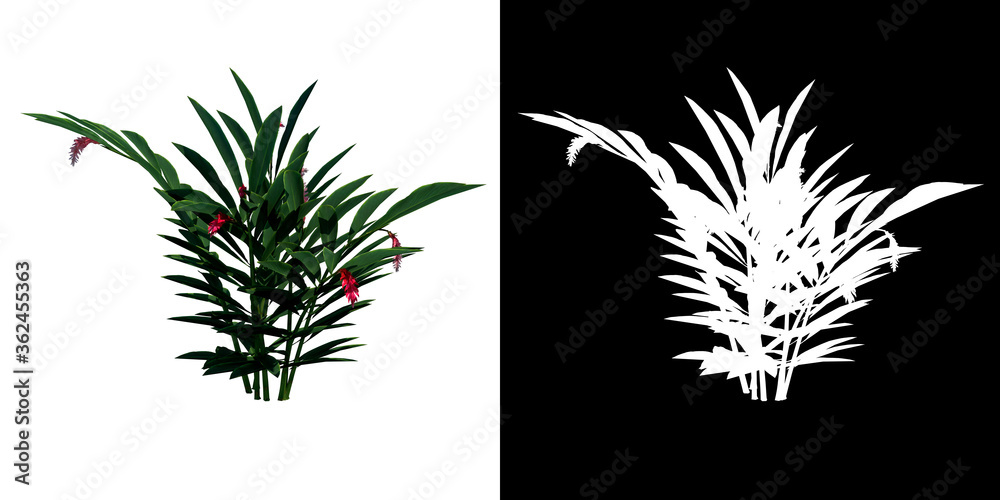 Front view of plant (Red Ginger) tree png with alpha channel to cutout ...