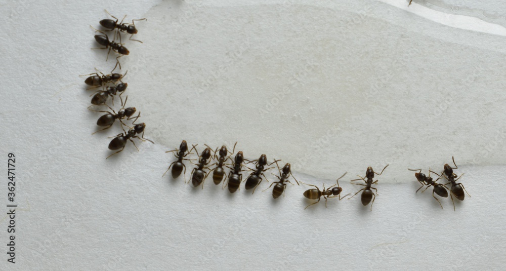 Foto de Close up picture of small brown ants, called Odorous House Ants, eating poison. do Stock ...