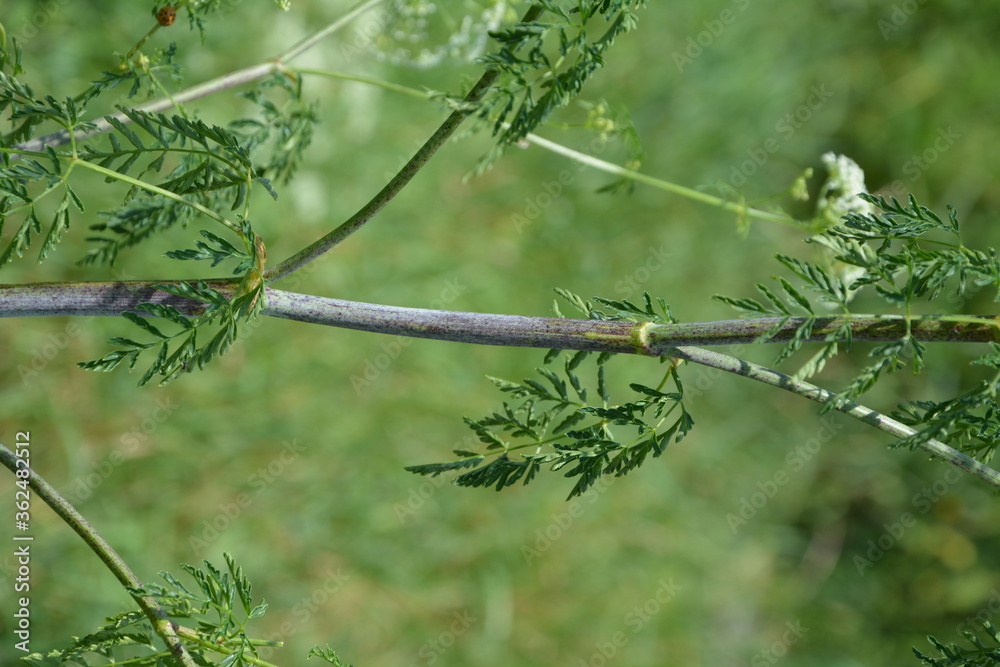 Conium maculatum, the hemlock or poison hemlock, is a highly poisonous ...