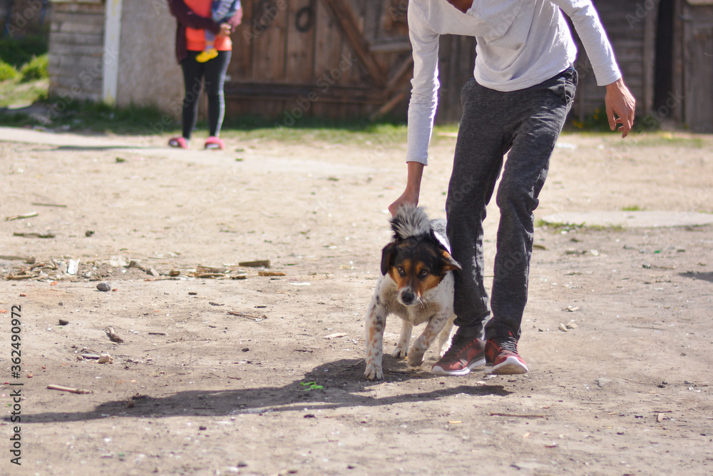 Mistreated poor, sad, scared mix breed dog getting pulled, punished by ...