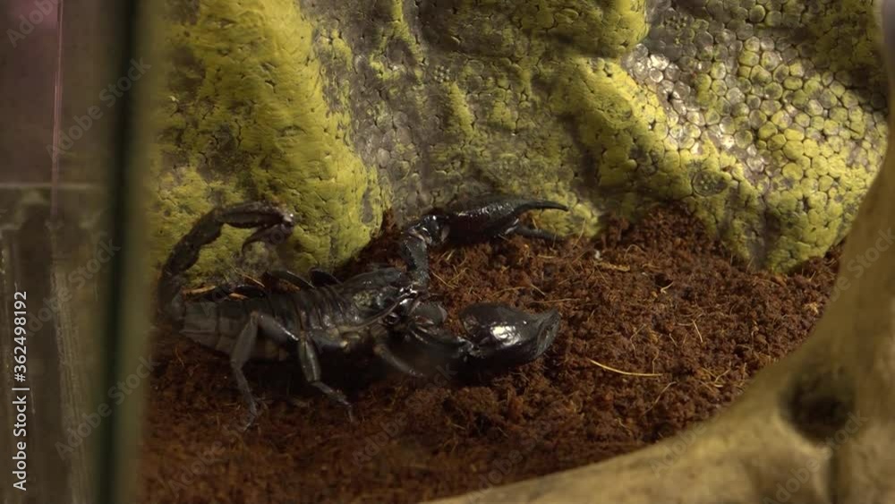 black scorpion in the zoo. Class: Arachnids. Type: Arthropods ...