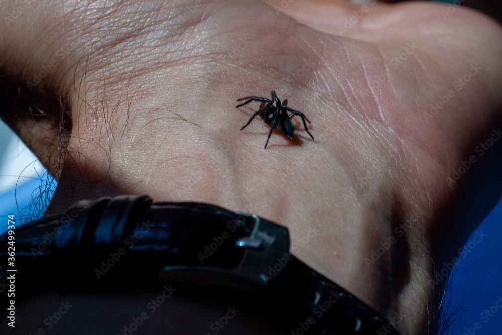 a small poisonous spider on the arm of a man bites the skin injects ...