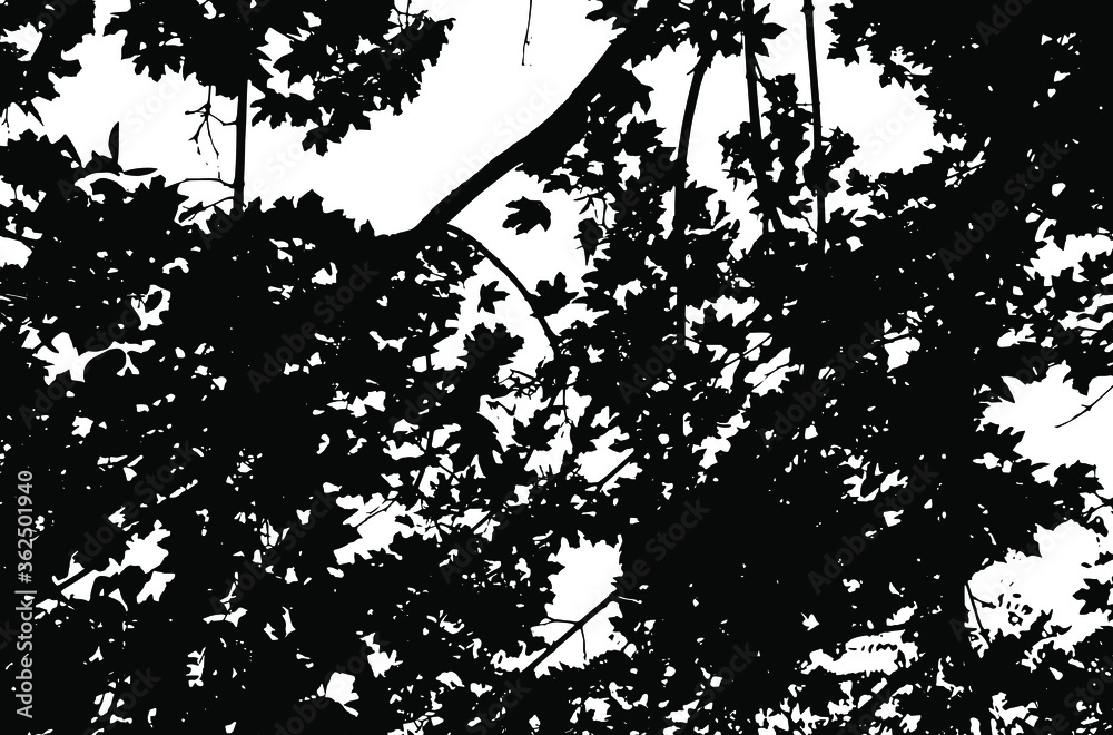 Tree leaves. Forest nature backdrop.Grunge texture. Grunge black and ...