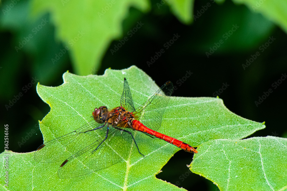 libellule - Sympetrum sanguineum - sympétrum sanguin - libellule rouge ...