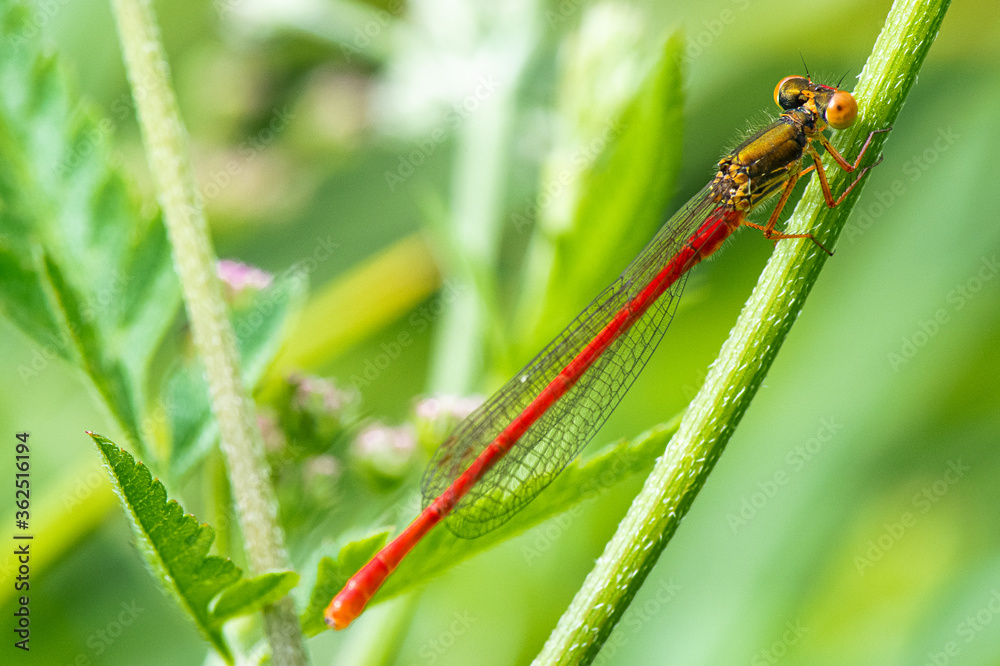 libellule - Sympetrum sanguineum - sympétrum sanguin - libellule rouge ...