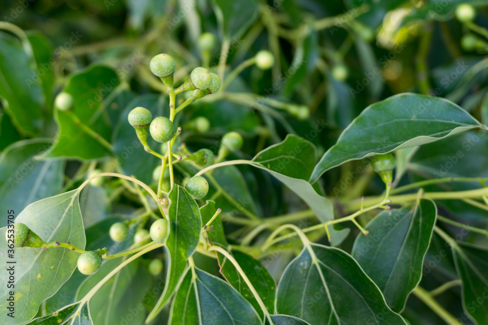 A close up shot of camphor laurel seeds and leaves. Cinnamomum camphora ...