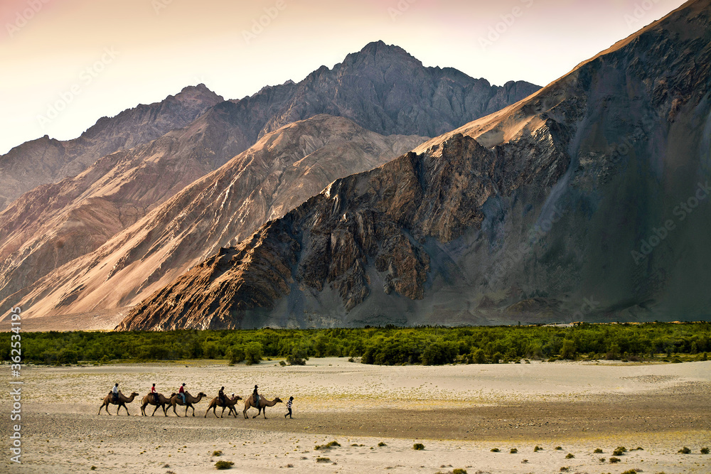 Camel riding at Hundar Village in Himalaya, Nubra Valley, Leh Ladakh ...