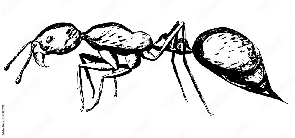 Fire ant. Hand drawing realistic vector illustration. Stock Vector ...