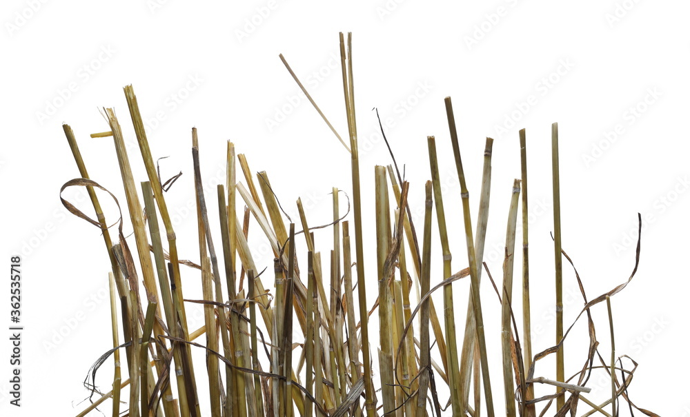 Dry wheat straw, thatch row isolated on white background with clipping ...