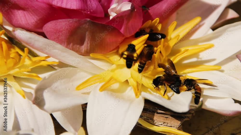 Indian Bee (Giant bee, Apis dorsata) collect pollen (blossom dust) from ...