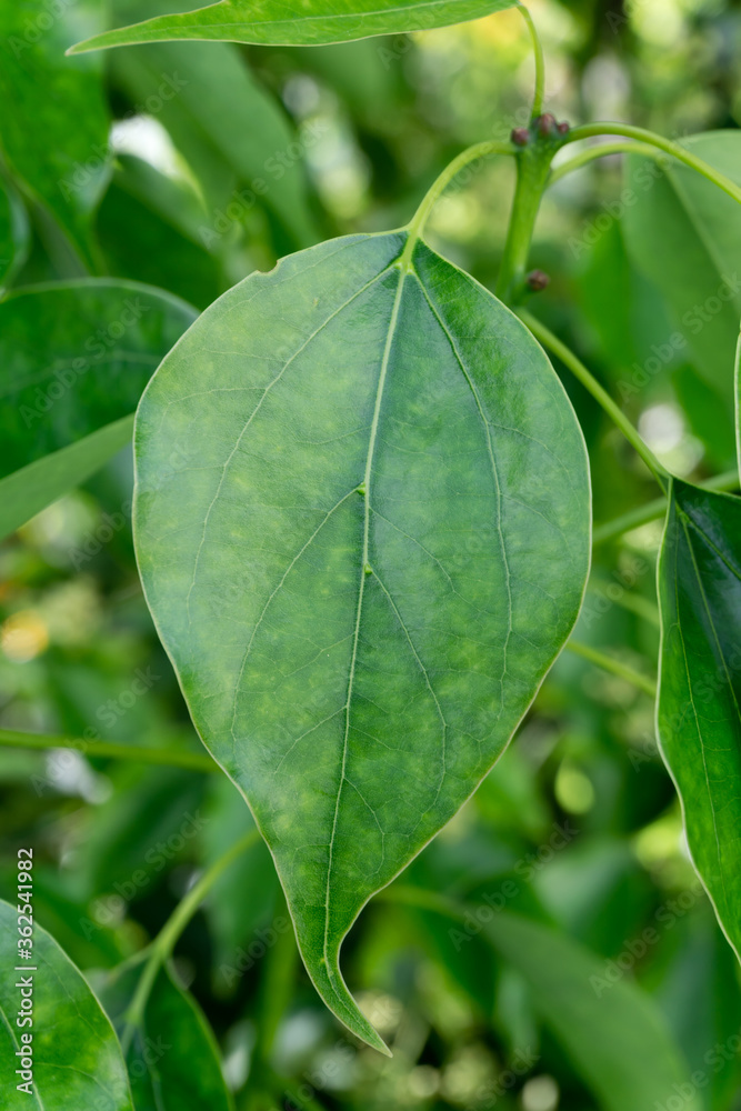 A close up shot of camphor laurel leaves. Cinnamomum camphora is a ...