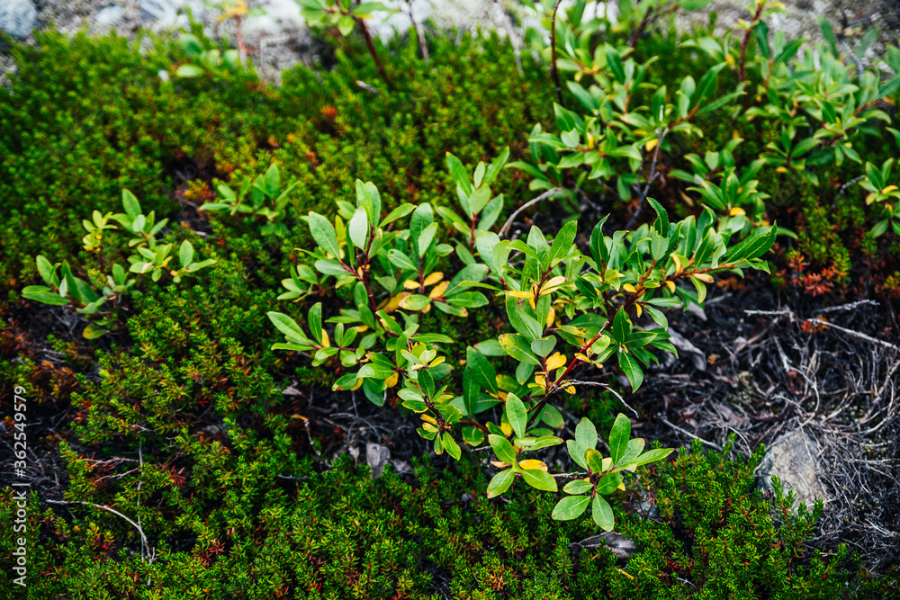 Beautiful nature background with wild flora of highlands close-up ...