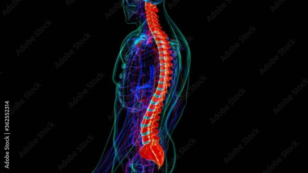 Human Skeleton Vertebral Column Vertebrae Anatomy Stock Illustration ...