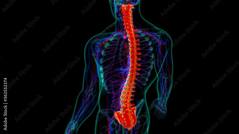 Human Skeleton Vertebral Column Vertebrae Anatomy Stock Illustration ...
