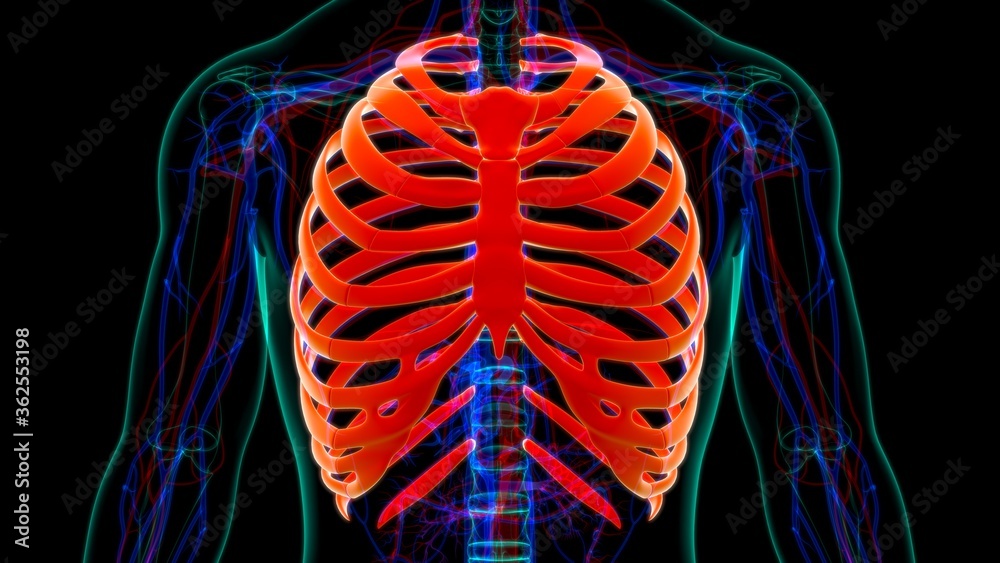 Human skeleton anatomy Rib Cage 3D Rendering Stock Illustration | Adobe ...