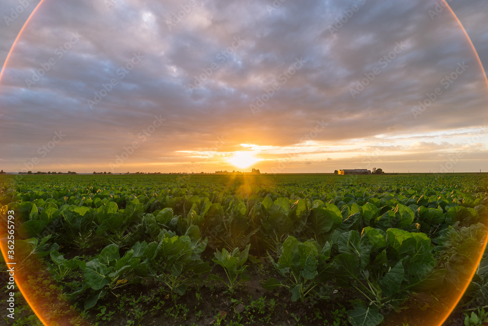 Colorful sunset over a cabbage field. Colored circle is caused by a ...