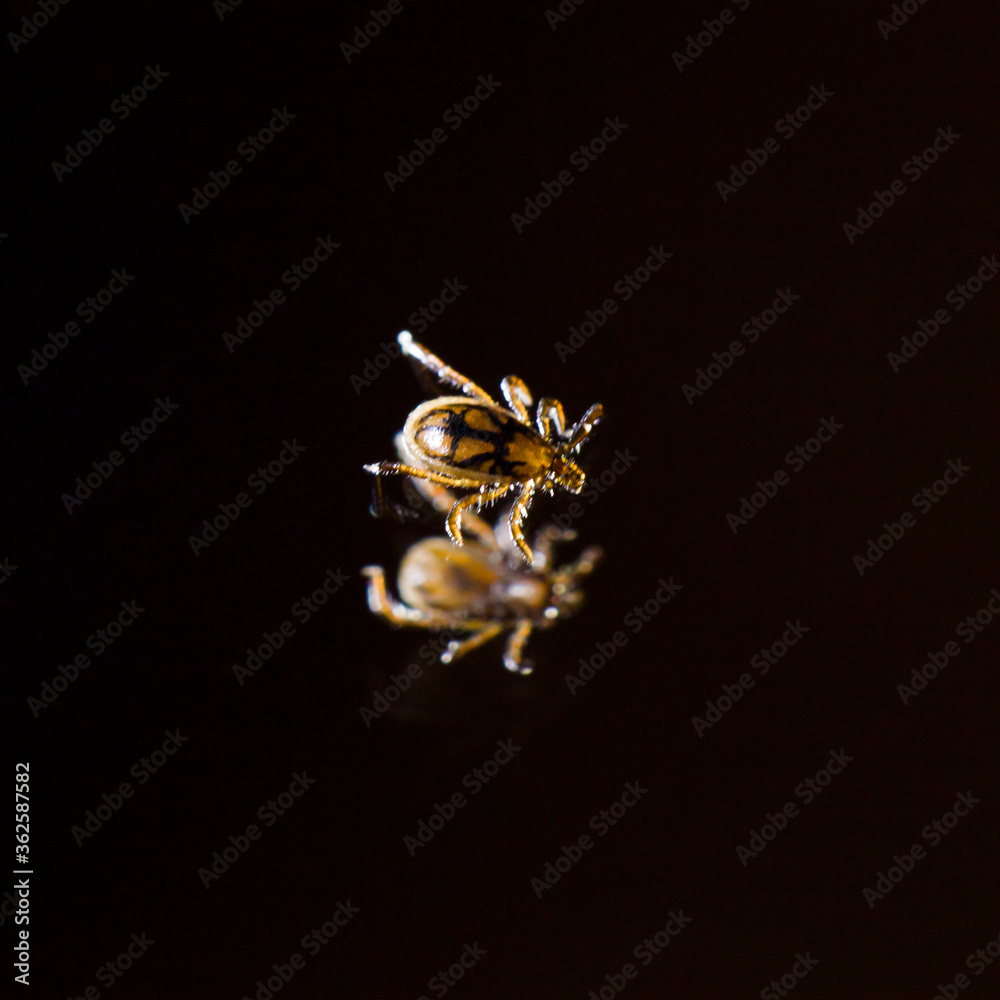 Macro photography of the Ixodida mite.Reflection in the mirror.Dark ...