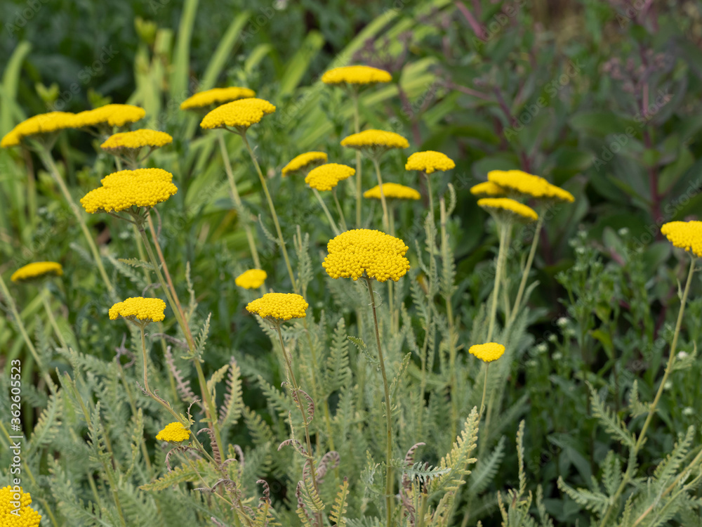 Foto de Achillea filipendulina | Achillées filipendulines ou achillées ...