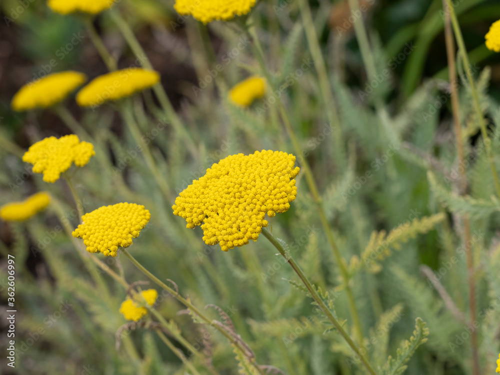 Achillea filipendulina | Achillées filipendulines ou achillées ...