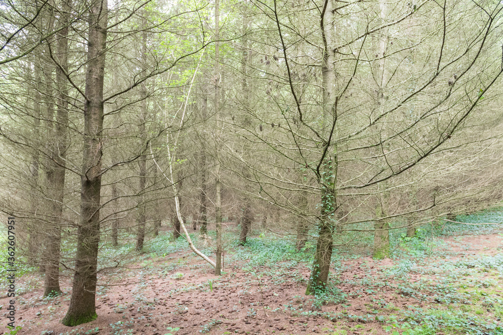 Beautiful and mystical forest during the Winter season. Dead trees with ...