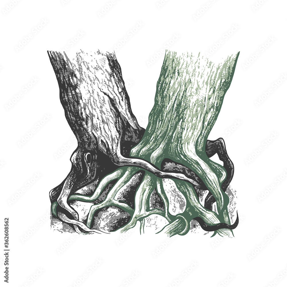 .Two old trees with intertwined roots. Vector illustration of nature ...