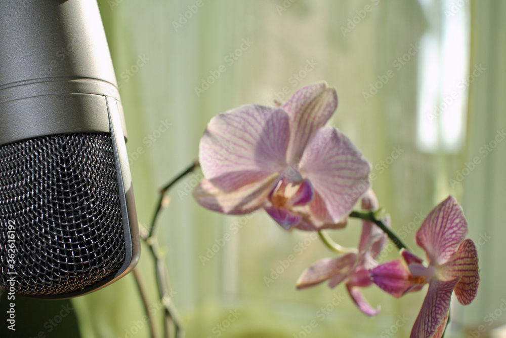 Studio condenser microphone and blurred, soft focused orchids flower ...