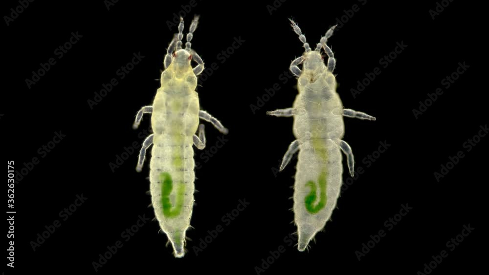 Insect larva Thysanoptera under a microscope, in agronomy, most types ...
