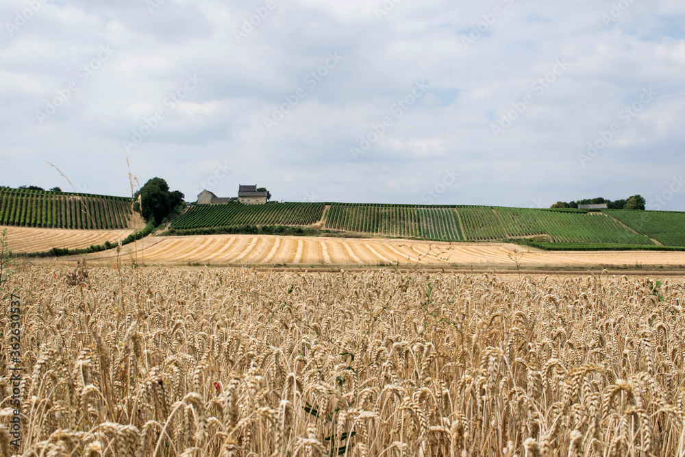 wheat field in the netherlands, farm house in the distance on top of a ...
