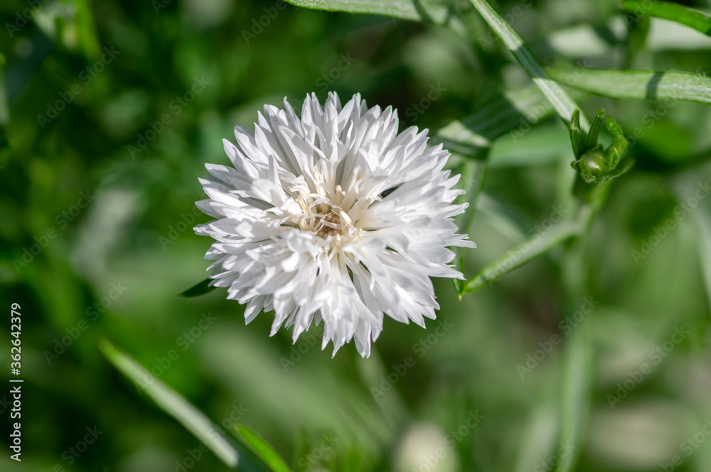 Centaurea Cyanus White