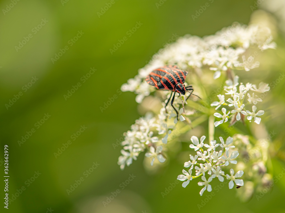 Graphosoma is a genus of the family Pentatomidae known as the striped ...