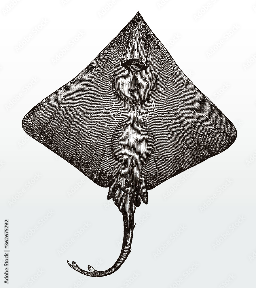 Critically endangered blue skate, dipturus batis, from northeast ...