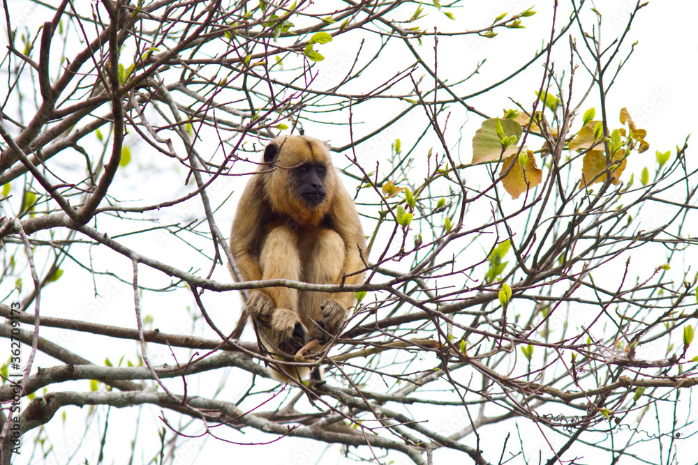 Bugio Monkey in the Amazon Pantanal Stock Photo | Adobe Stock