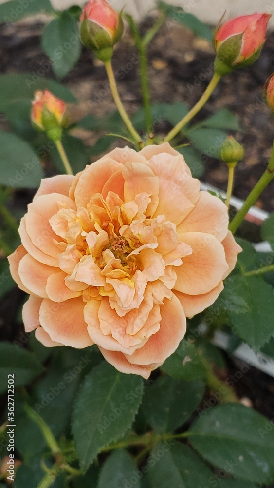 Full Display Bloomed Peach. Knockout with Plethora of Buds Stock Photo ...