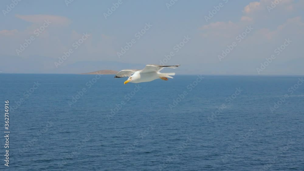 One bird flying high in blue sky with white clouds. Wild nature ...