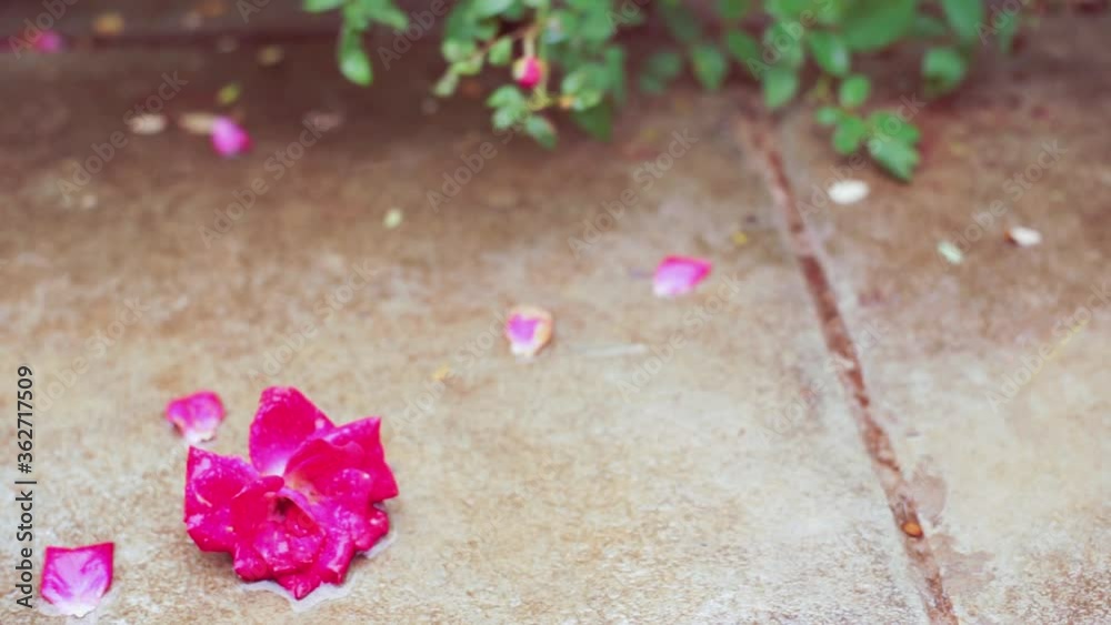 Pink roses in the rain, fallen on the ground in the garden. Hand held ...